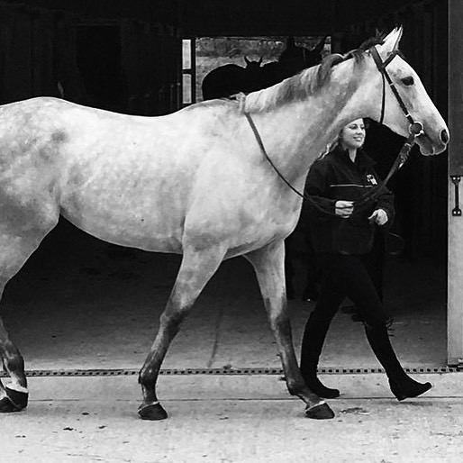 Fox-Pitt racehorse | Blog