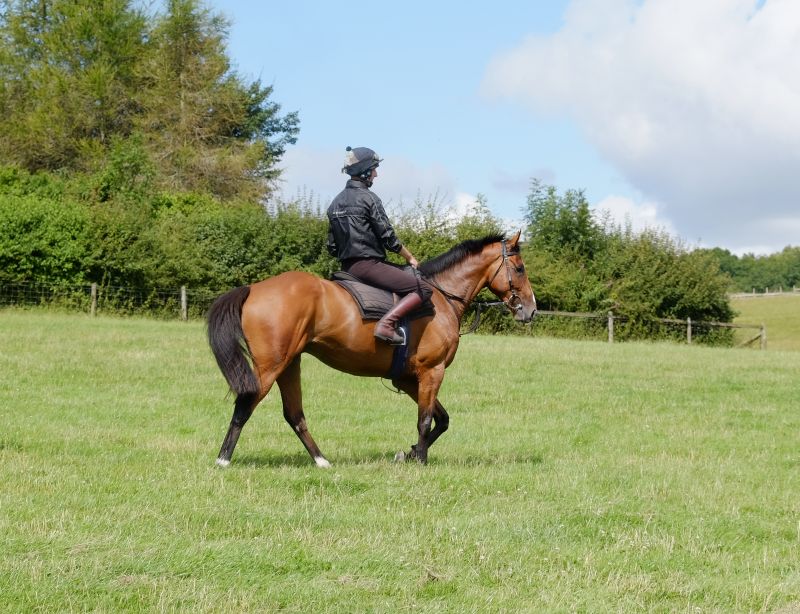 Baileys Blog » Home