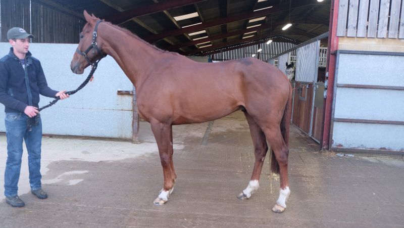 Clive Washbourn's new horse Gold Man